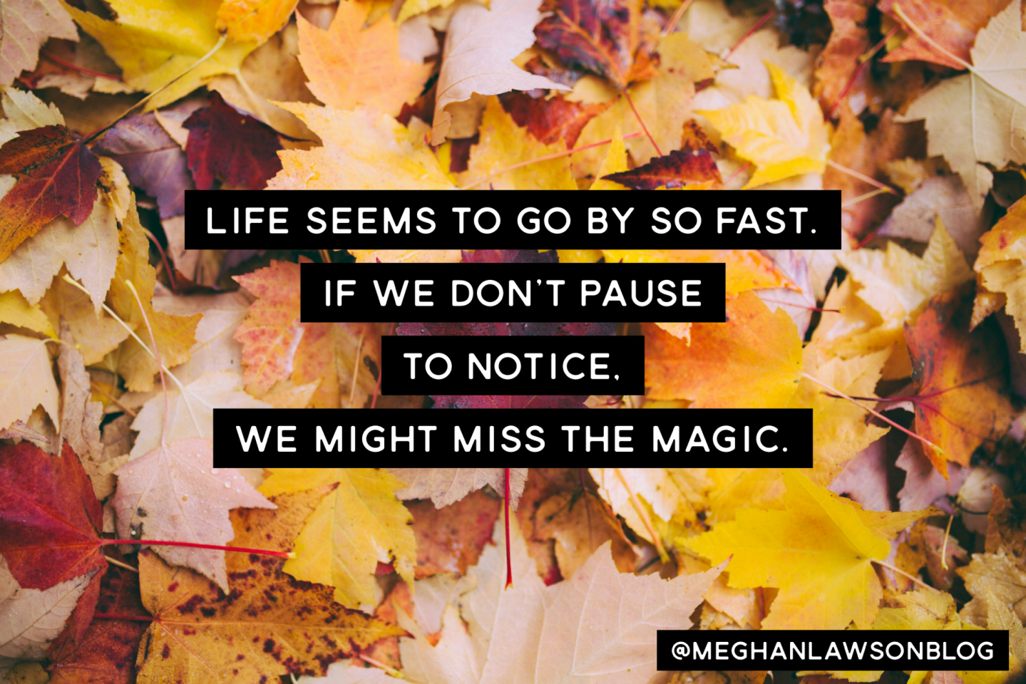 Pausing to Notice – MEGHAN LAWSON
